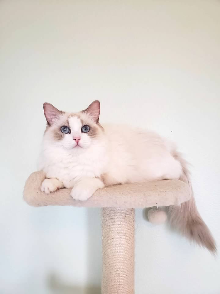Rainkissed Ragdolls – TICA Registered Ragdoll kittens available for ...