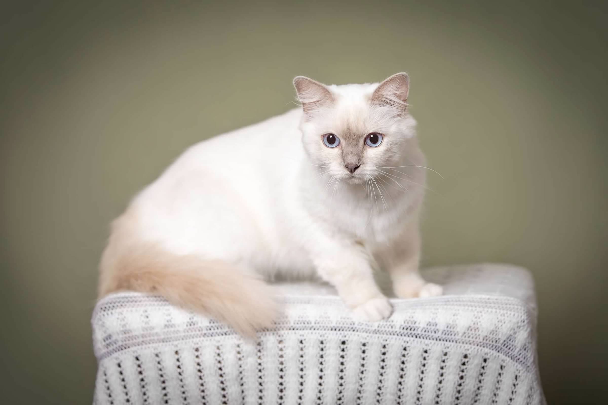 Queens – Rainkissed Ragdolls