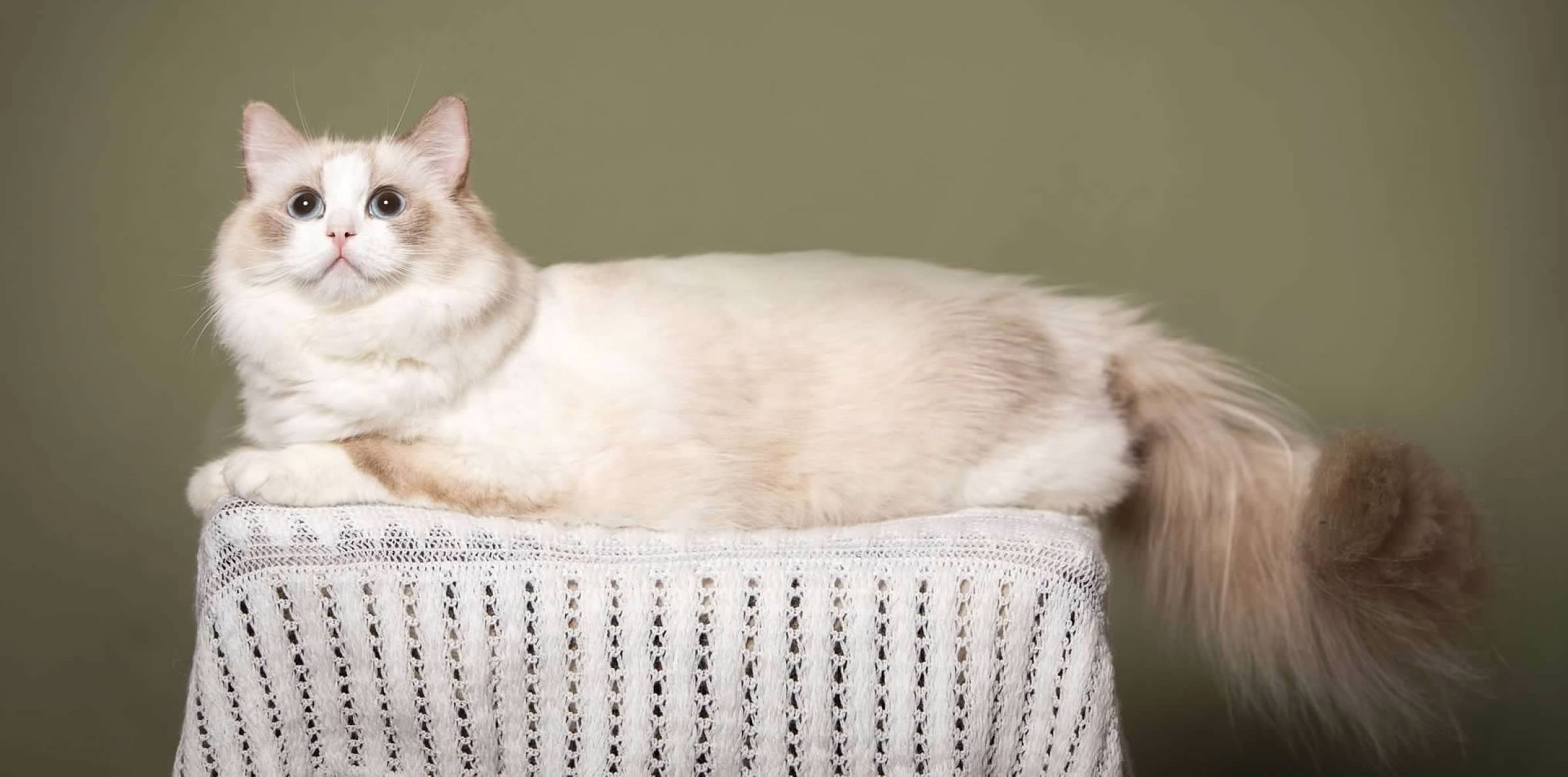 Our Cats – Rainkissed Ragdolls