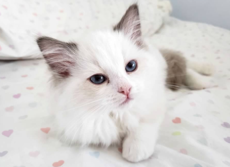 Blog – Rainkissed Ragdolls